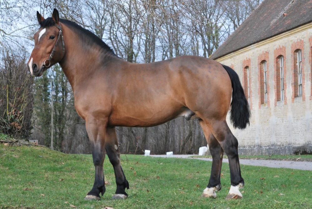 Etalons du Syndicat | Syndicat National des Éleveurs et Utilisateurs de Chevaux Cob Normand